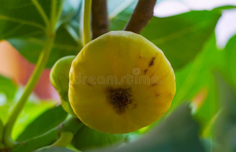 Ripe Yellow Figs on Fig Branch Stock Photo - Image of sweet, organic ...