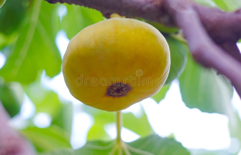 Ripe Yellow Figs on Fig Branch Stock Photo - Image of nature, tropical ...