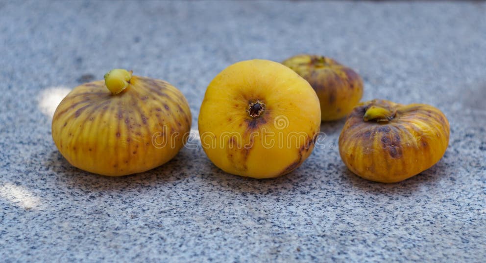 Yellow fig fruit stock image. Image of white, leaf, sweet - 281650919