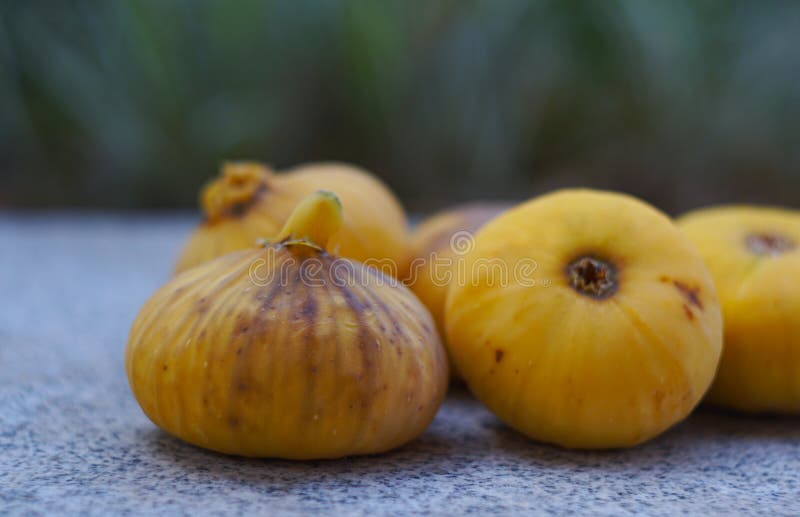 Yellow fig fruit stock photo. Image of grow, healthy - 281651984