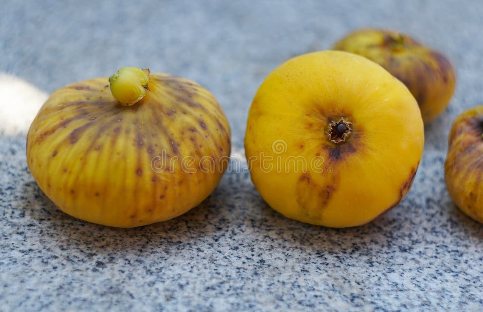 Yellow fig fruit stock photo. Image of fresh, green - 281652128