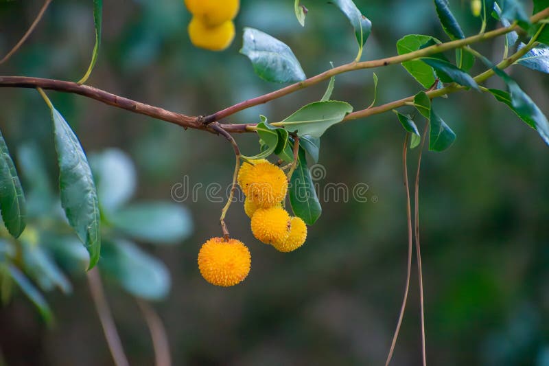 Ripe Yellow Fruits Hanging from a Branch Stock Photo - Image of branch ...