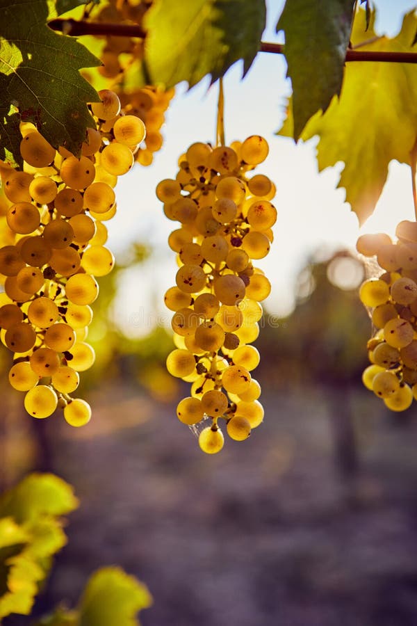 Ripe Yellow Grapes on Grapevine in Vineyard Stock Image - Image of ...
