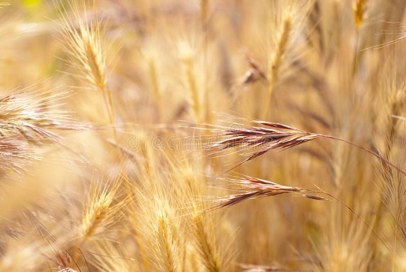 Ripe Yellow Grass in a Field. Stock Photo - Image of ripe, pattern: 9965732