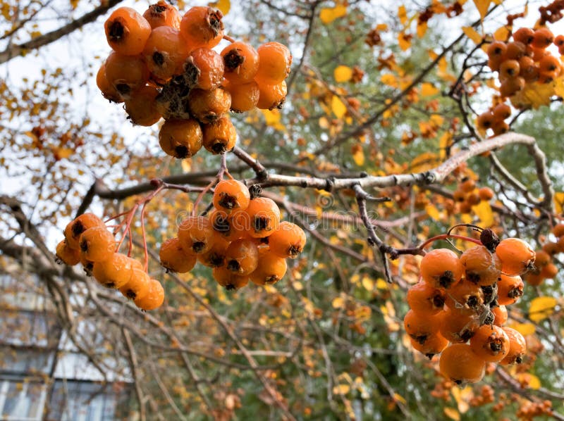 Ripe Yellow Hawthorn Berries on the Branches Stock Photo - Image of ...