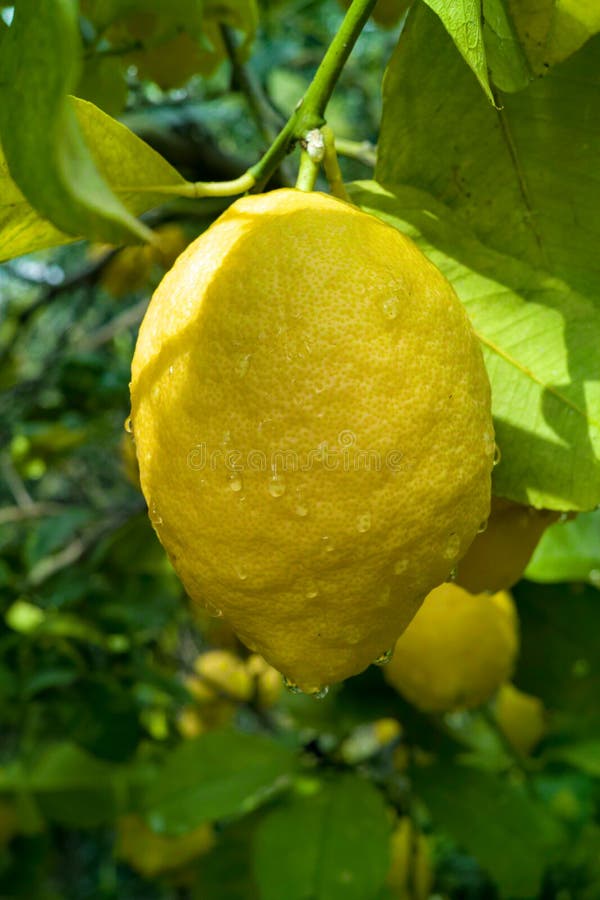 Ripe Yellow Lemon Citrus Fruit Hanging on Lemon Tree Close Up Stock ...