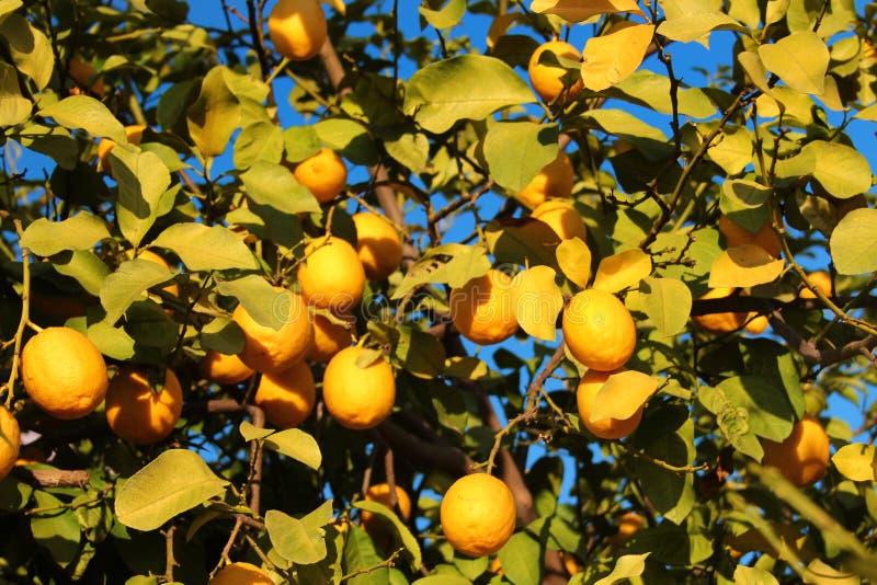 Ripe Yellow Lemons on Branches of a Lemon Tree Stock Image - Image of ...