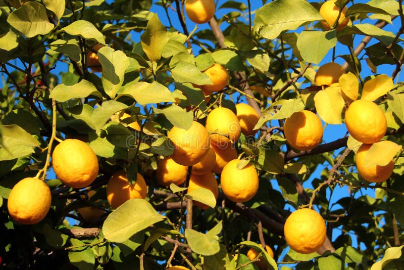 Ripe Yellow Lemons on Branches of a Lemon Tree Stock Image - Image of ...