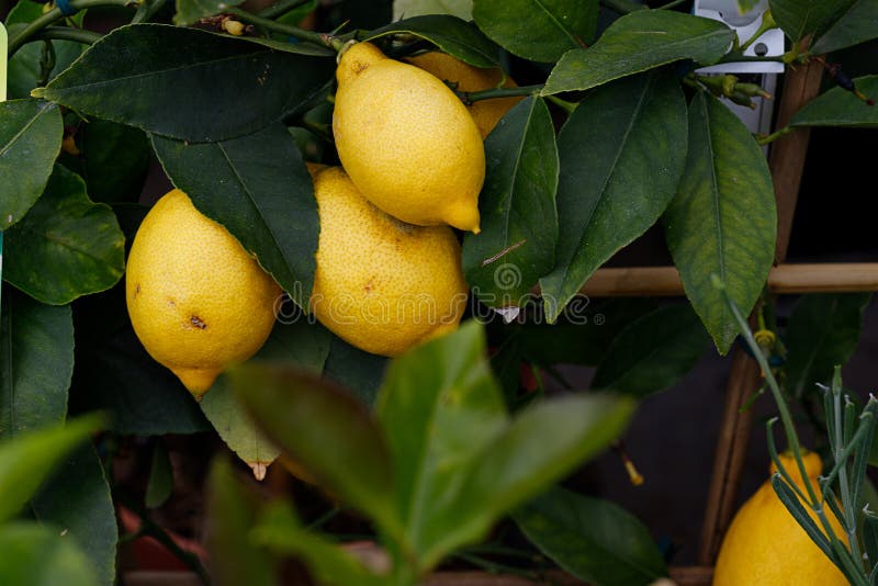 Ripe Yellow Lemons on a Small Tree. Stock Photo - Image of agriculture ...