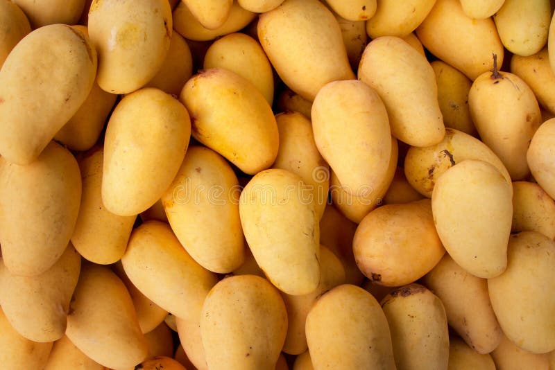 Ripe Yellow Mangoes Stack at Fruit Mark Stock Image - Image of ...