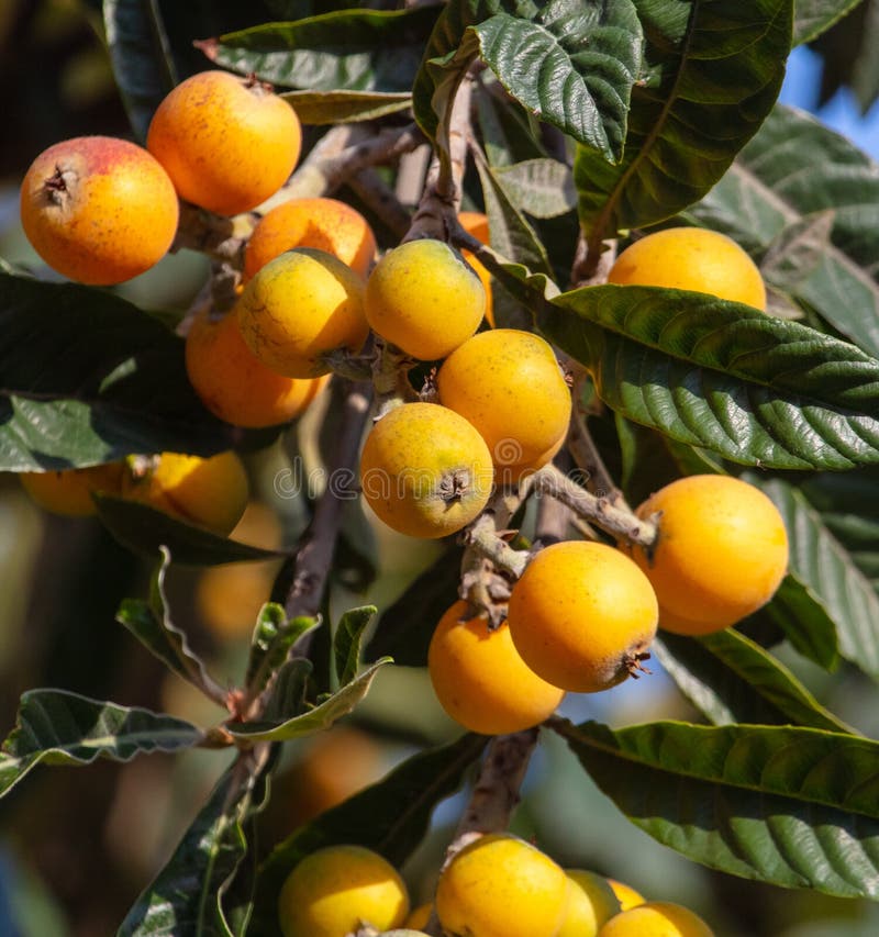 Ripe Yellow Medlar on the Branches Stock Photo - Image of loquat ...