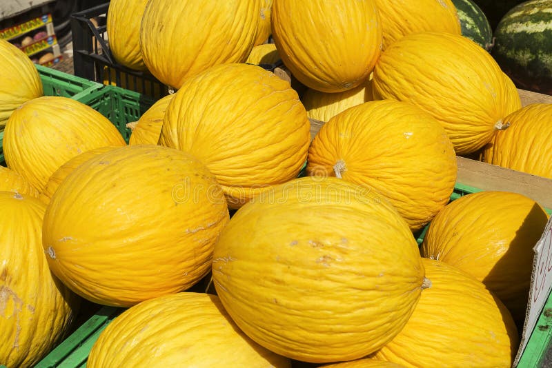 Ripe Yellow Melons stock image. Image of food, season - 103003601 Ripe Yellow Melons stock image. Image of food, season - 103003601