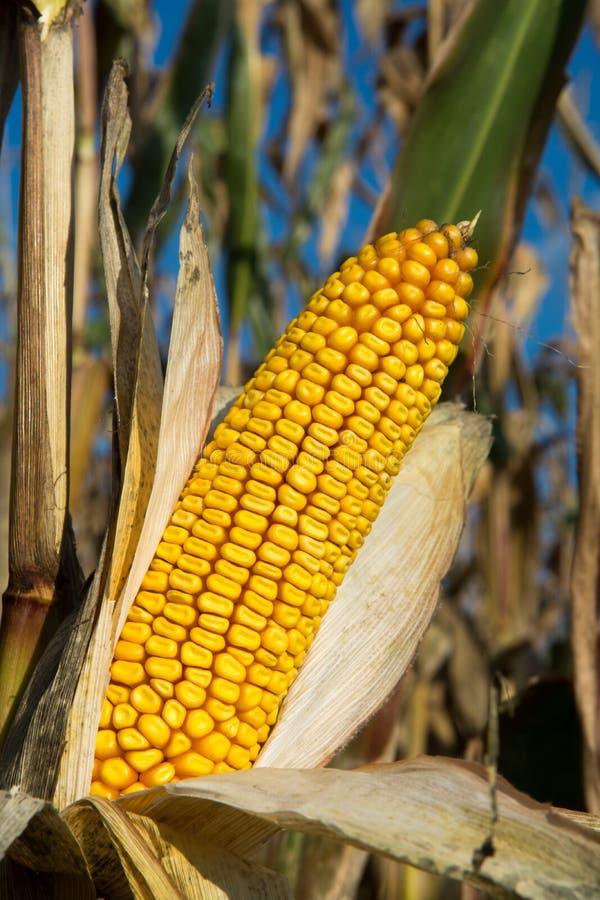 Ripe Yellow Organic Corn Ear Ready To Harvest Stock Photo - Image of ...