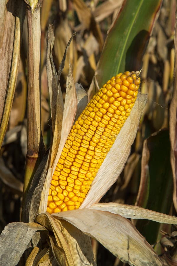 Ripe Yellow Organic Corn Ear Ready To Harvest Stock Image - Image of ...
