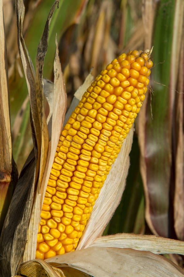 Ripe Yellow Organic Corn Ear Ready To Harvest Stock Image - Image of ...