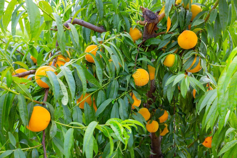 Ripe Yellow Peaches on Branch in the Garden Stock Photo - Image of ...