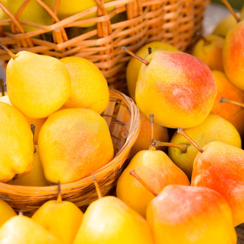 Ripe Yellow Pears in Autumn Outdoors Stock Photo - Image of ...