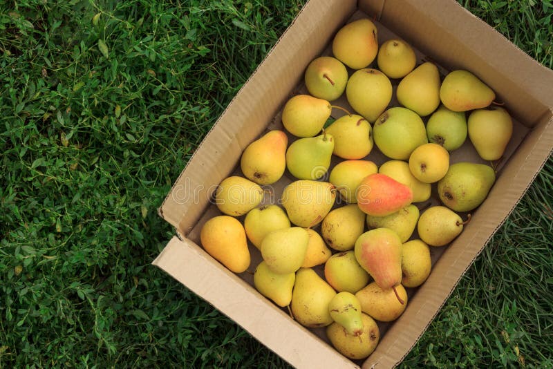 Ripe Yellow Pears Cardboard Box Green Grass Background Stock Photos ...