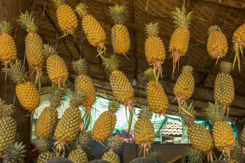 Ripe Yellow Pineapples Hang on a Rope on the Counter Under a Bamboo ...