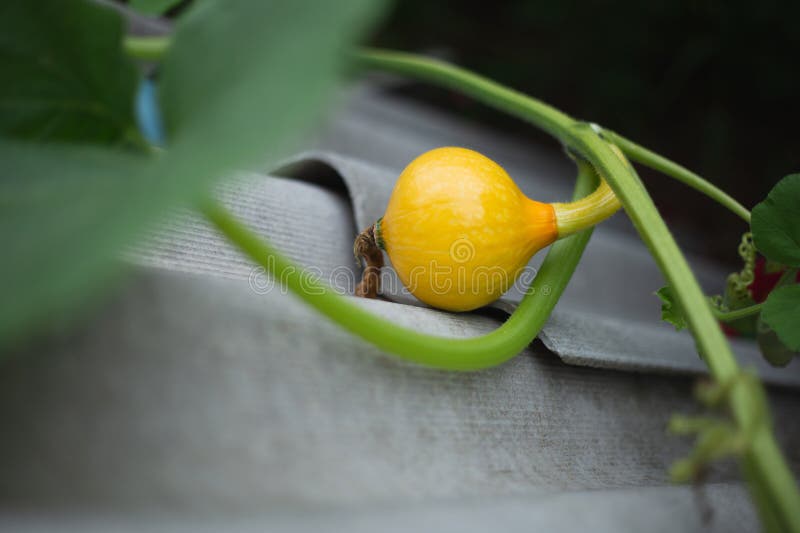 Calabash big ripe isolate stock image. Image of leaf - 255195543