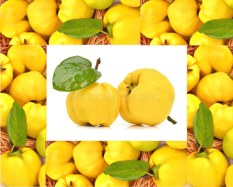 Ripe quince in the basket stock photo. Image of closeup - 34986918