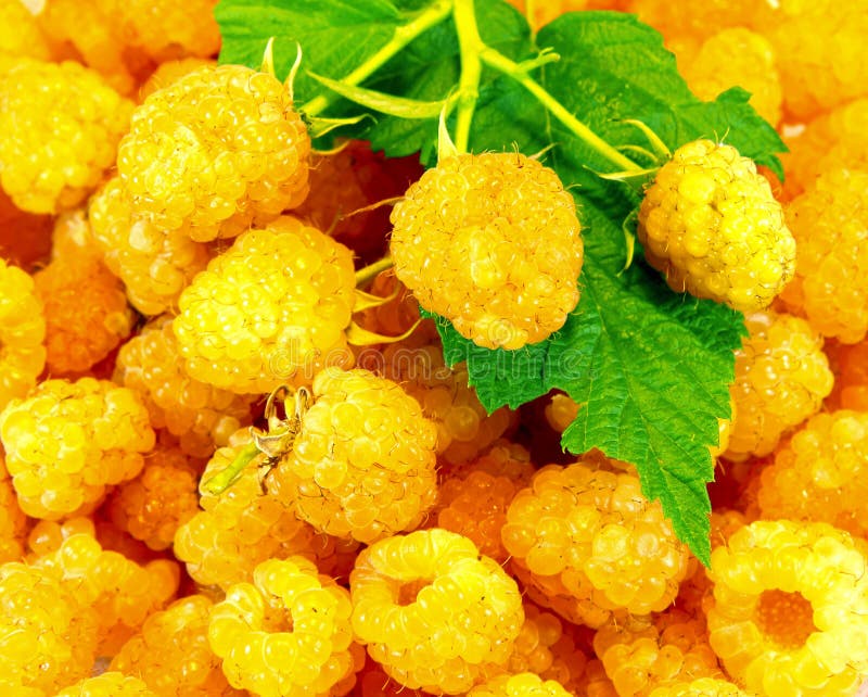 Ripe yellow raspberry stock image. Image of fruit, food - 37808037