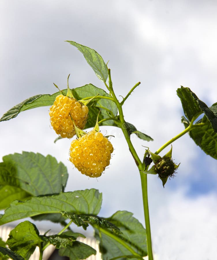 Ripe Yellow Raspberry On A Branch Stock Image - Image of fruit, crop ...