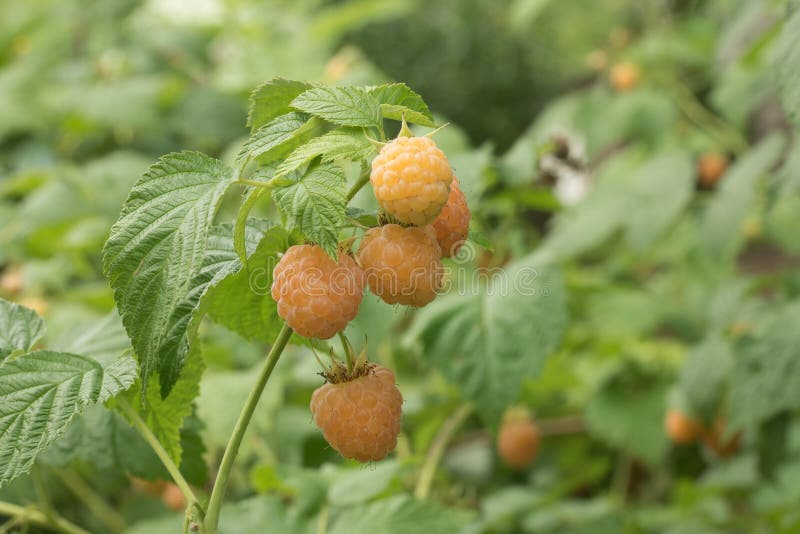 Ripe Yellow Raspberry on a Branch Stock Image - Image of organic, razz ...