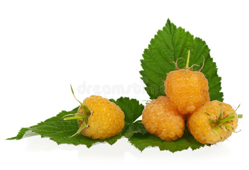 Ripe yellow raspberry stock image. Image of berry, plant - 90855747