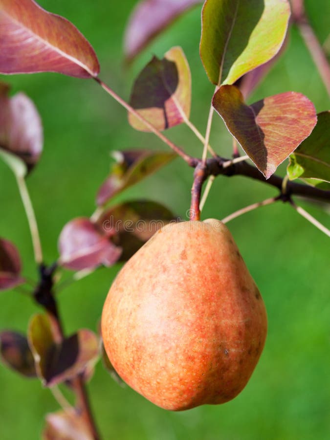 Ripe Yellow and Red Pear on Tree Stock Image - Image of evening, plant ...