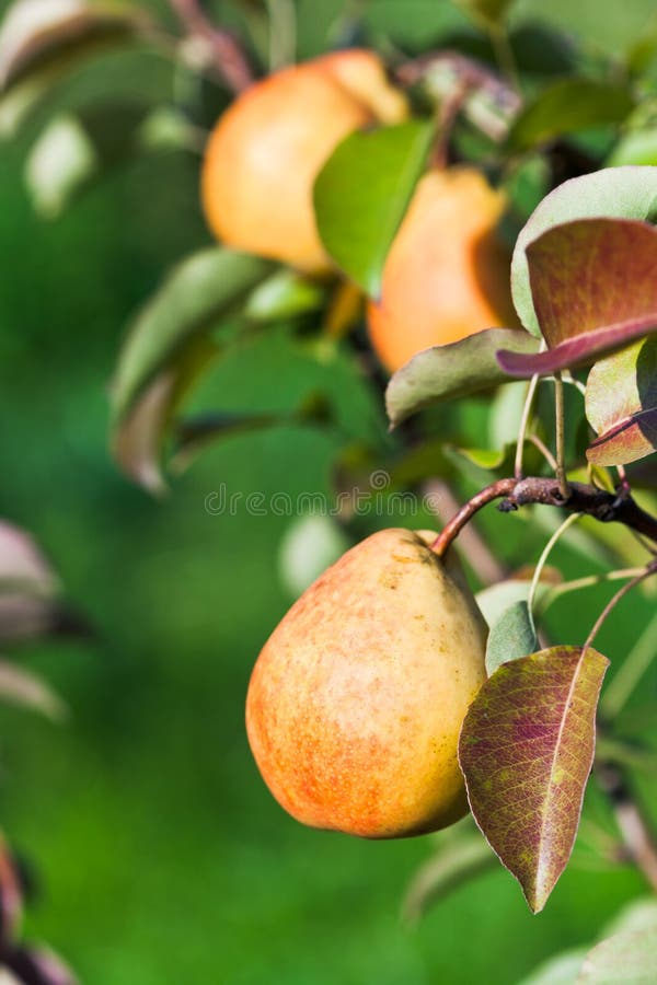 Ripe Yellow and Red Pears on Tree Stock Image - Image of crop, fruit ...