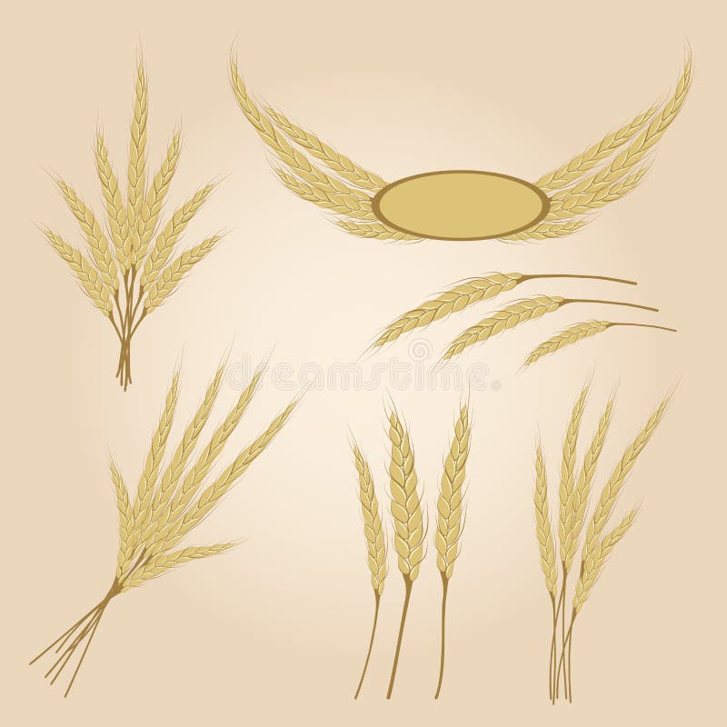 Ripe Yellow Rye Ears, Agricultural Stock Vector - Illustration of fresh ...