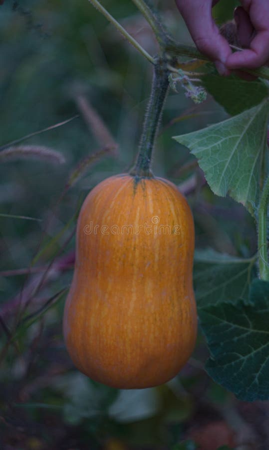 Ripe yellow squash stock image. Image of ripe, natural - 322149109