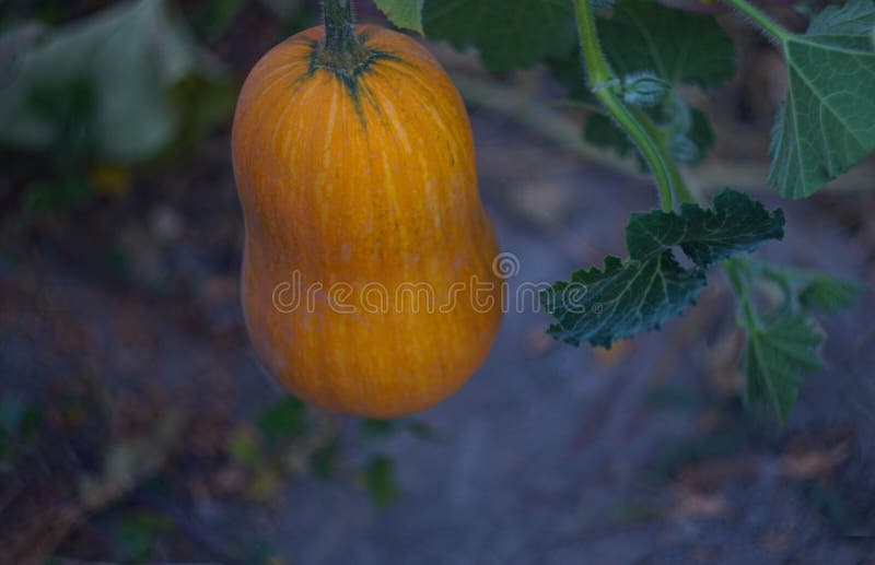 Ripe yellow squash stock photo. Image of pumpkin, vegetable - 322149292