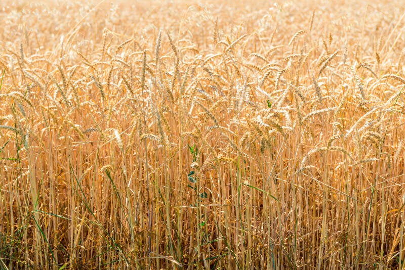 Ripe yellow wheat close-up stock photo. Image of cereal - 221238756