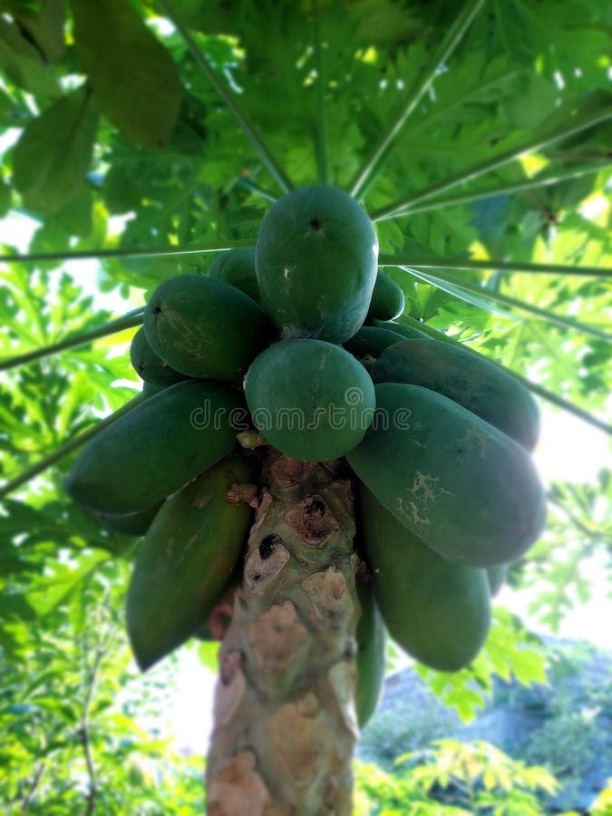 Ripe young papaya stock photo. Image of green, food - 277954742