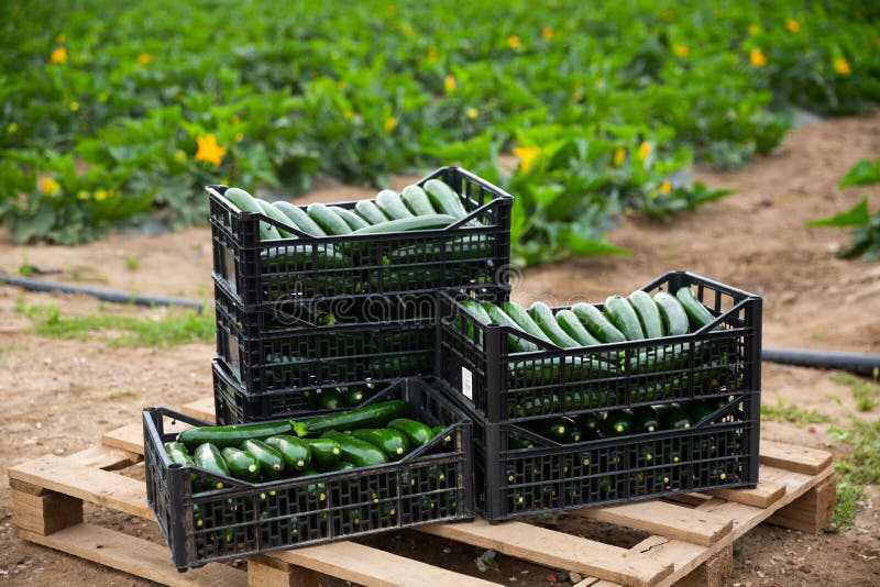 Ripe Zucchini in Boxes on a Farm Field Stock Image - Image of garden ...