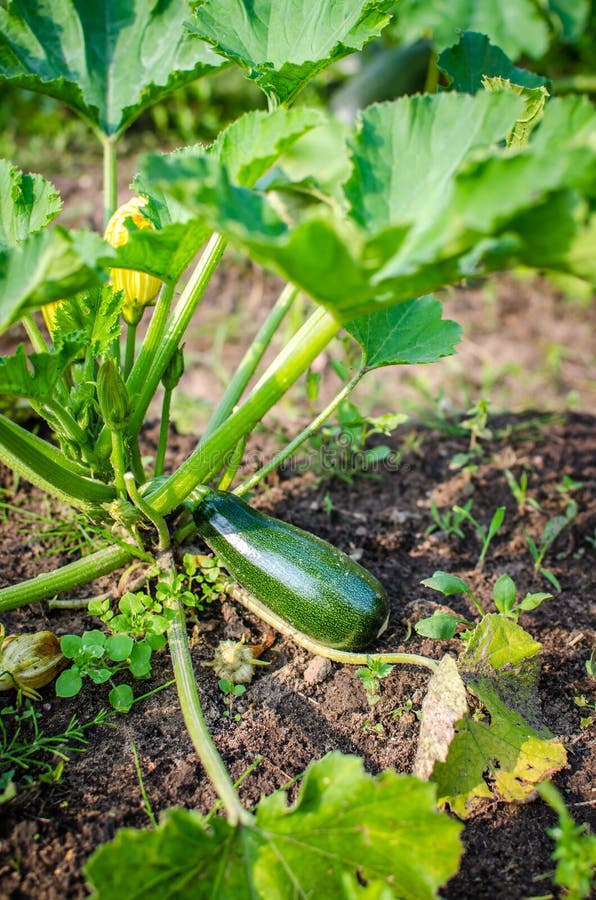 Ripe zucchini stock photo. Image of countryside, ripe - 74929896