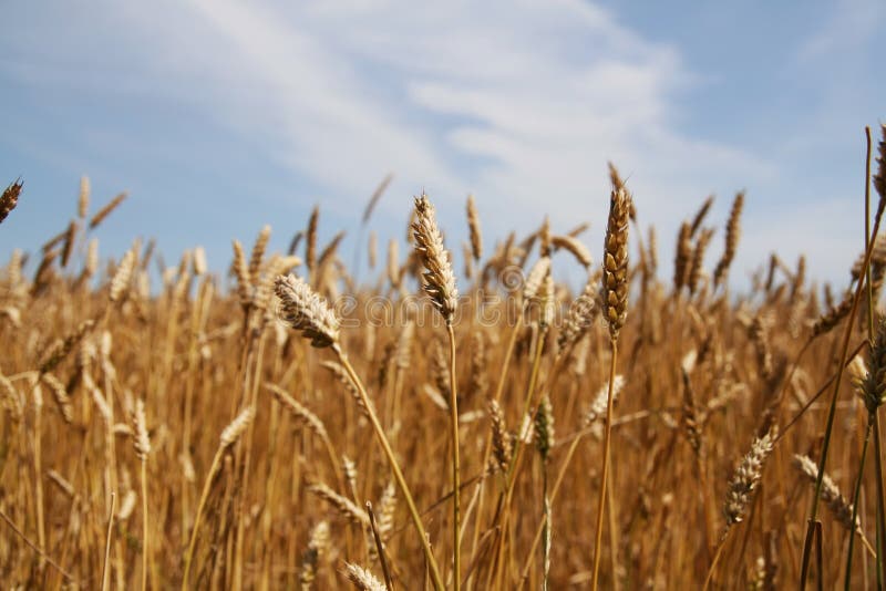 Riped wheat stock photo. Image of desktop, season, background - 2810656