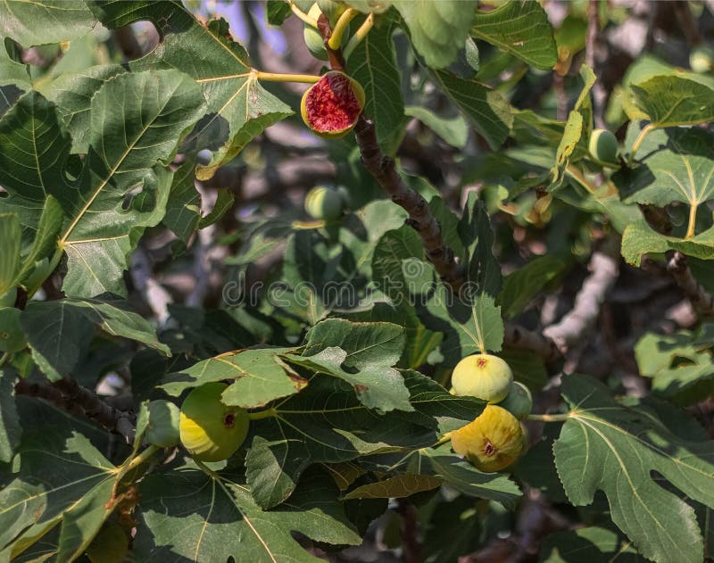 Ripen figs on the fig tree stock image. Image of port - 228166809