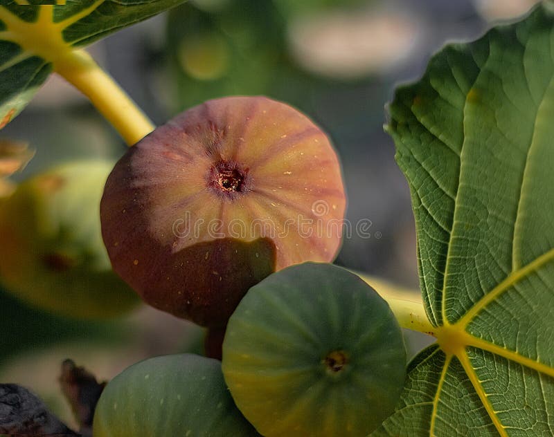 Ripen figs on the fig tree stock photo. Image of tasos - 228166792