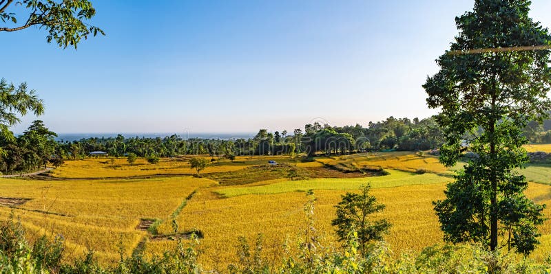 Ripen Paddy Field in Bhutan Stock Photo - Image of natural, field ...