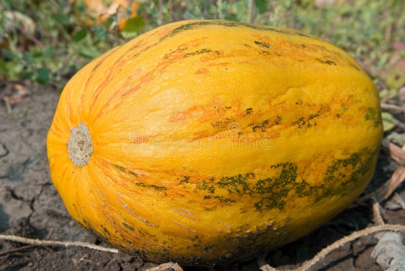 Ripen pumpkin stock photo. Image of closeup, beautiful - 10857114