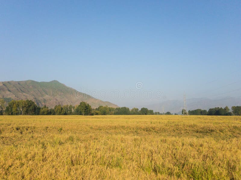 Ripen Rice Crop Scenic View Stock Image - Image of agriculture ...