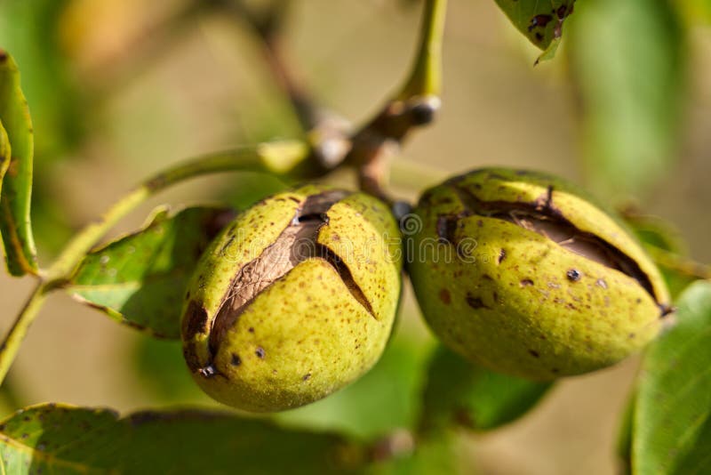 Ripen walnuts in the tree stock photo. Image of countryside - 160103162