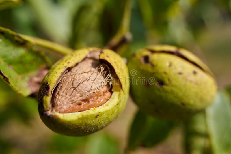 Ripen walnuts in the tree stock image. Image of rural - 160103243