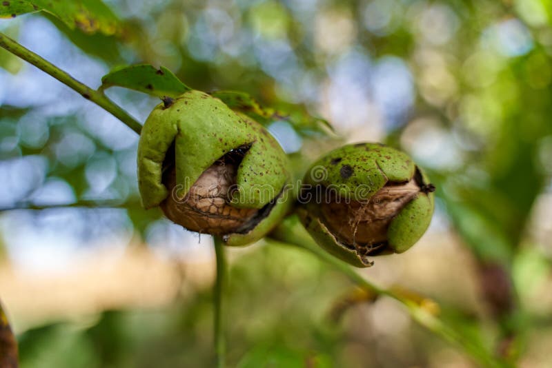 Ripen walnuts in the tree stock photo. Image of rural - 160103250