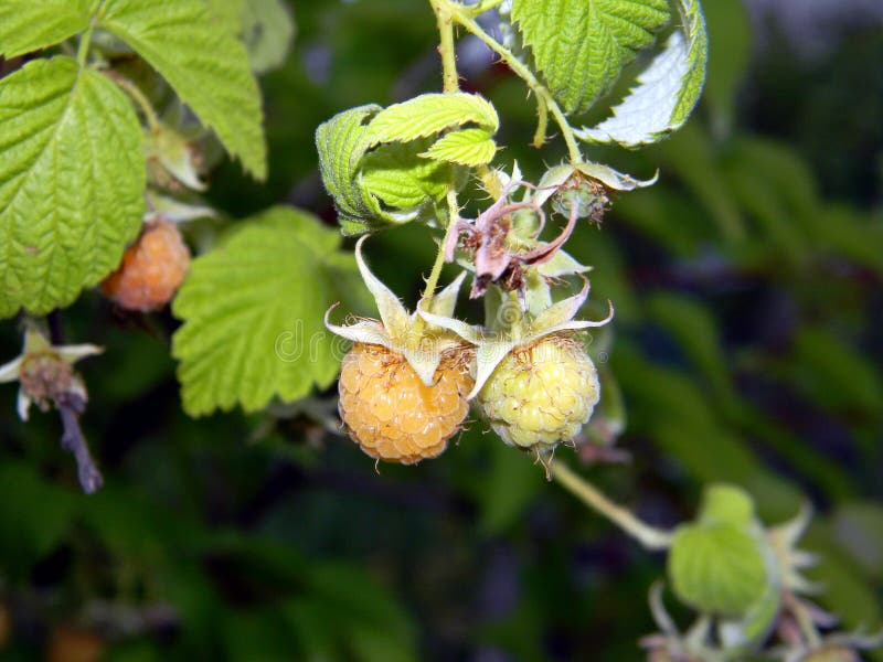 Ripen Yellow Raspberry on a Branch Close Up Stock Photo - Image of ...