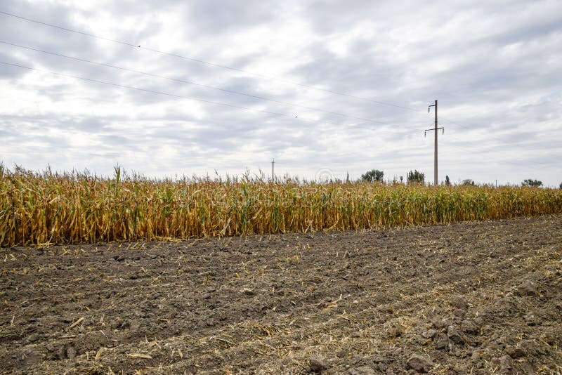 Ripened Corn on the Field. almost Dry Stems of Corn. Stock Image ...