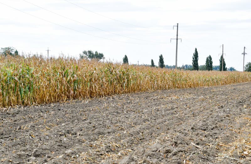 Ripened Corn on the Field. almost Dry Stems of Stock Image - Image of ...